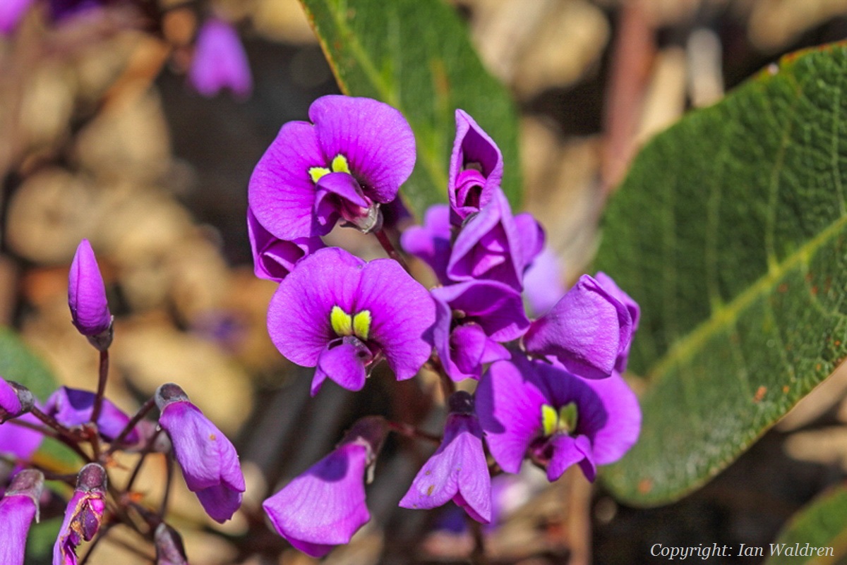 Ian Waldren Nature Photography: Australian Native Flora