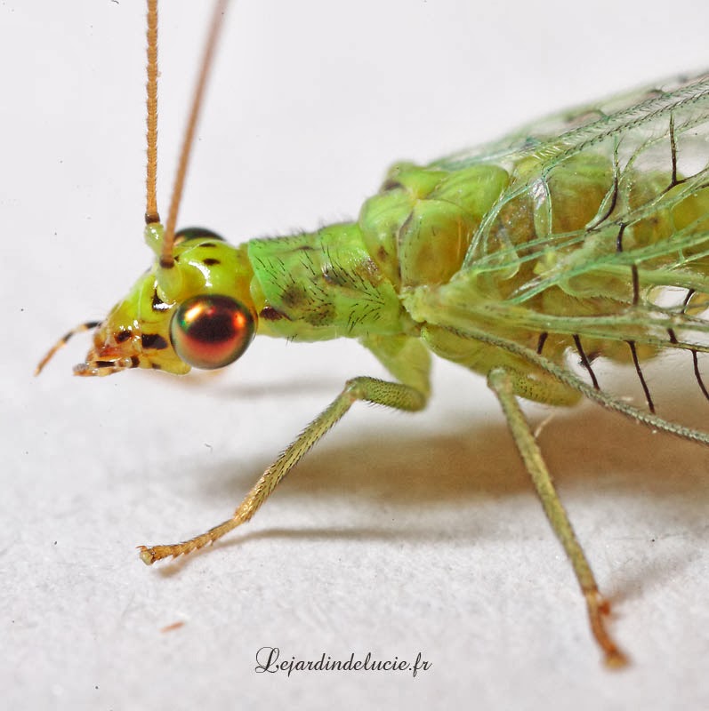 Chrysopa formosa: un précieux auxilaire dans la lutte contre les pucerons.