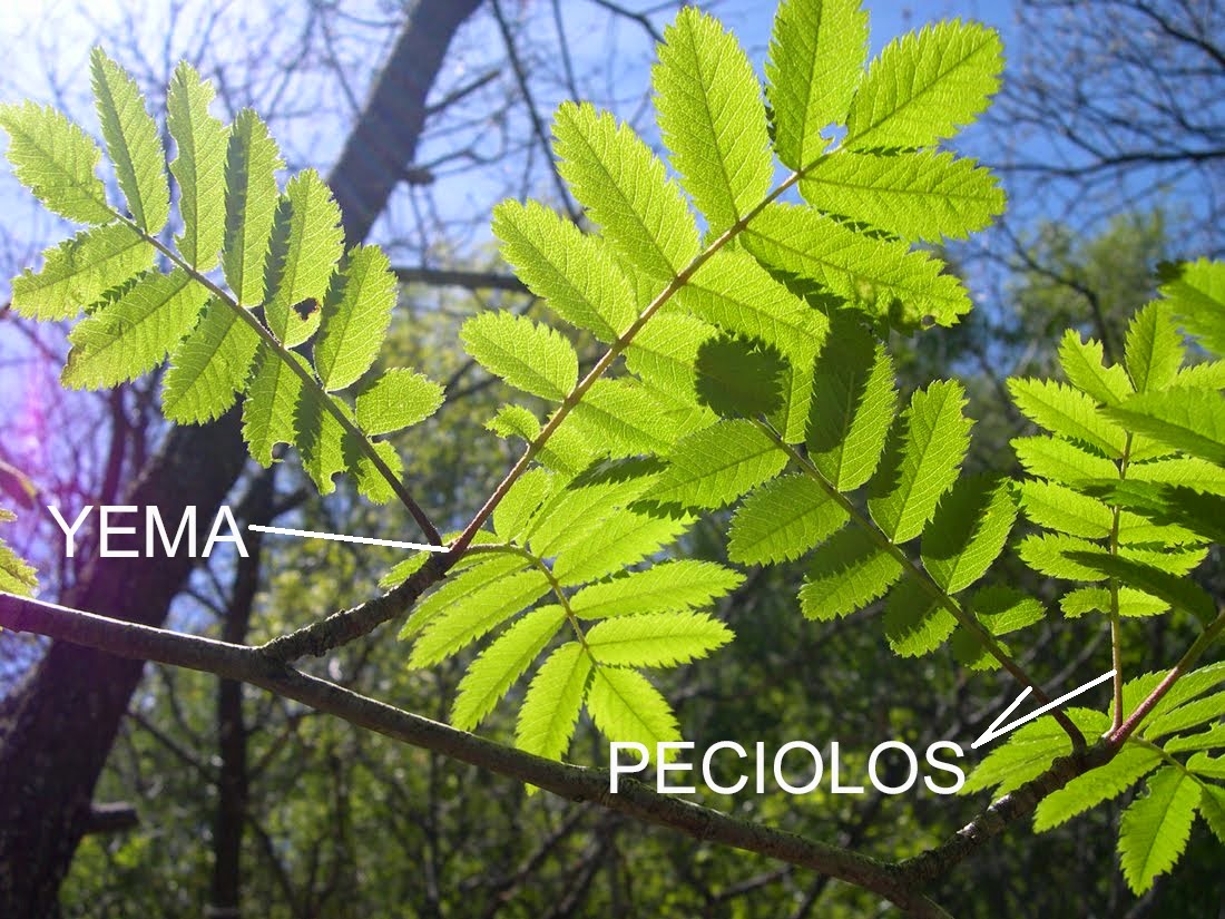 Á R B O L E S (T R E E S): Hojas simples y hojas compuestas