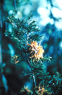 UK - Diseases of Fruit Crops & Ornamentals: Cedar Rusts Threaten Apple