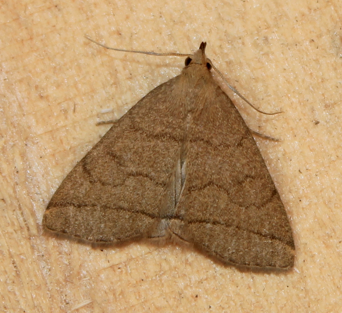 limerick-birder.blog: Lots and lots of Moths