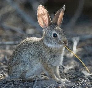 La Chachipedia: El conejo común. Oryctolagus cuniculus.