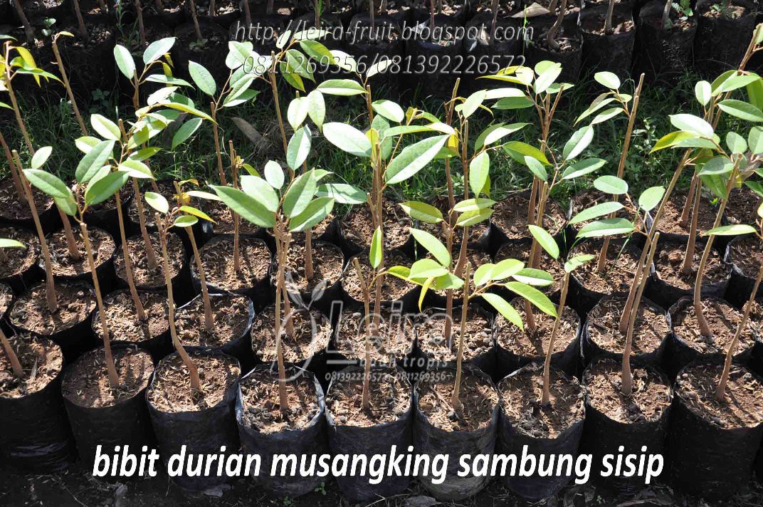 Sambung Sisip, Memodifikasi Teknik Okulasi ~ Leira Buah Tropis