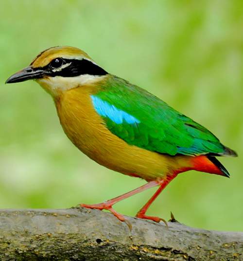 Indian pitta images | Birds of India | Bird World
