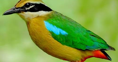 Indian pitta images | Birds of India | Bird World