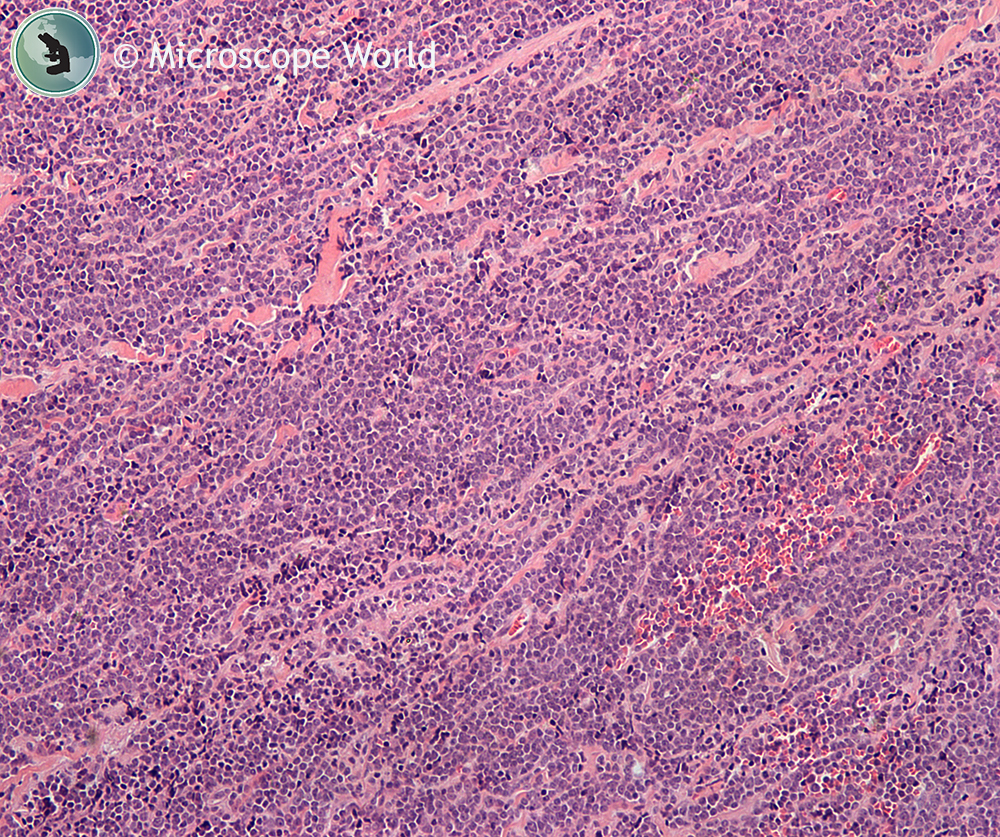 Microscope World Blog