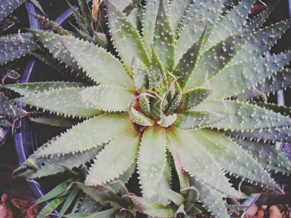 Biologando: biologando sobre as folhas ;)