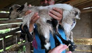 OCTAGOAT IN CROATIAN FARM