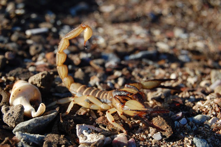 Diversity and Life: A view from the Holocene: Arachnids: primeval ...