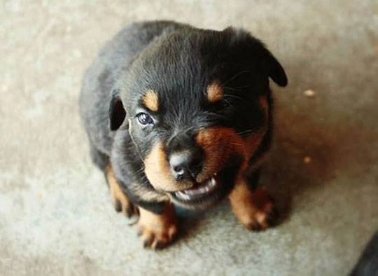 Angry puppy | Pet Lover