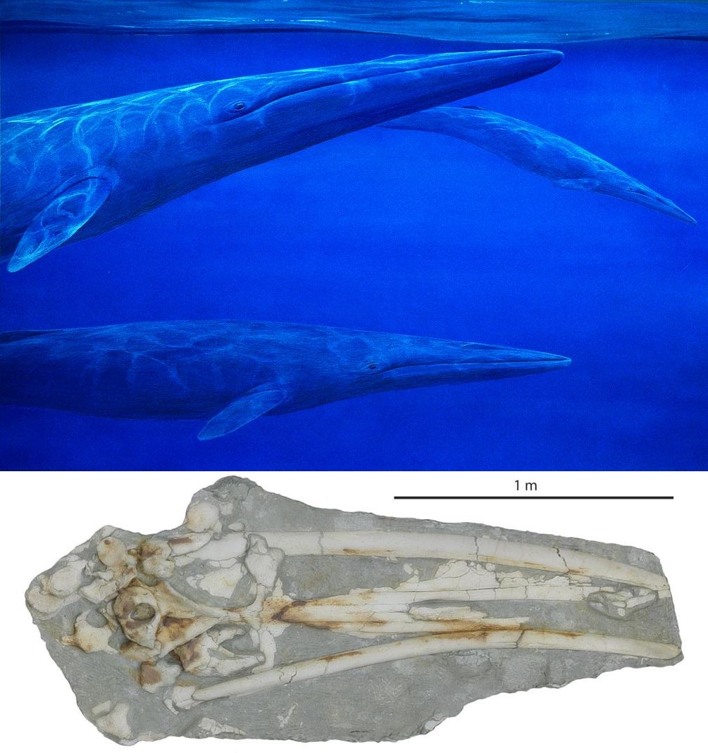 Species New to Science: [PaleoMammalogy • 2015] Tokarahia kauaeroa • A ...