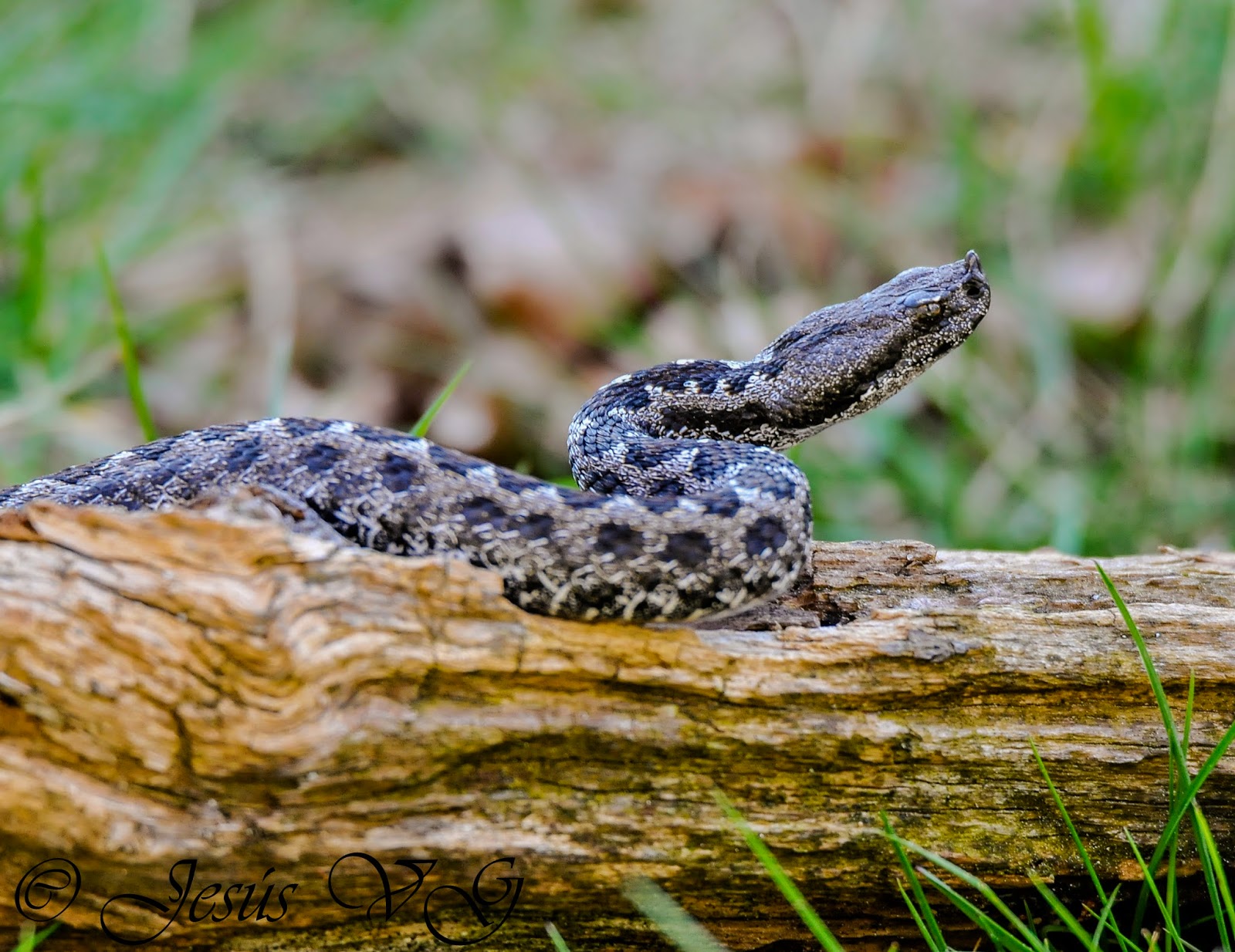 Mi espacio fotográfico: Víbora hocicuda (Vipera latastei)