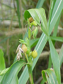 nilappana,muthu chedi-n-nila-ni-(Coixseed, Tear Grass) - KERALA FLORA