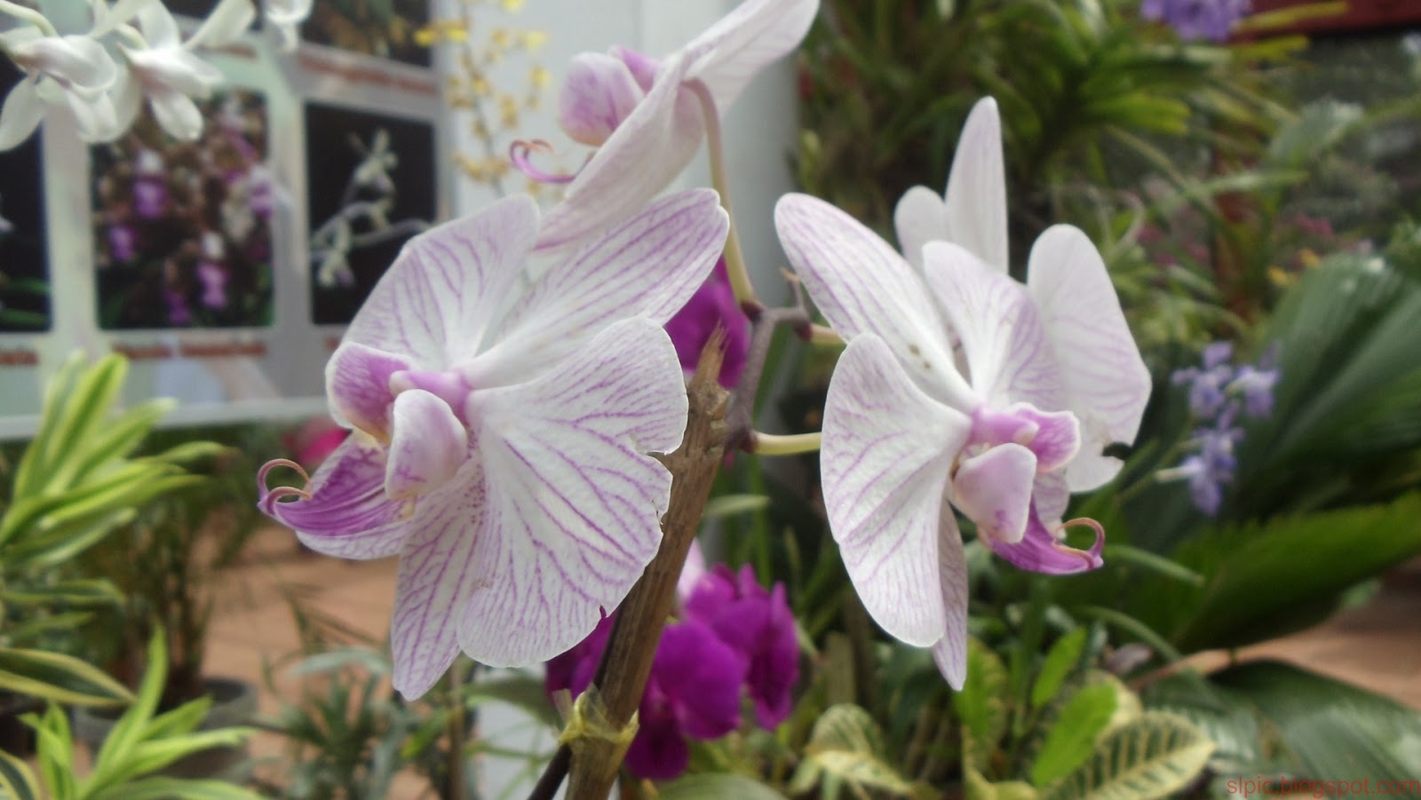 Srilanka Nature Wallpapers: Srilanka Orchid Flower Set 2