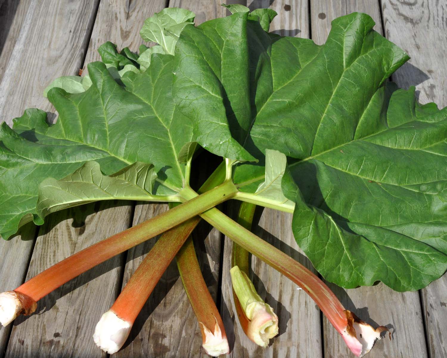 Beki Cook's Cake Blog: Rhubarb Recipes You MUST Try