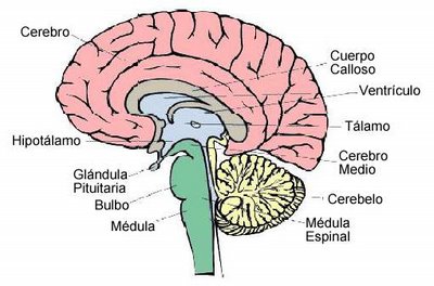 bases biologicas : encefalo