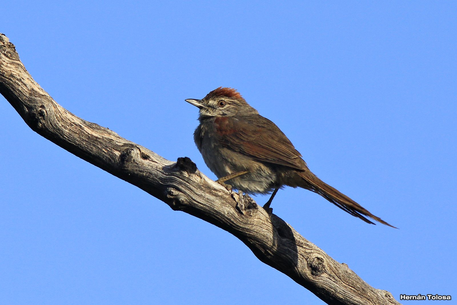 Aves Bonaerenses: Pijuí cola parda (Synallaxis albescens)