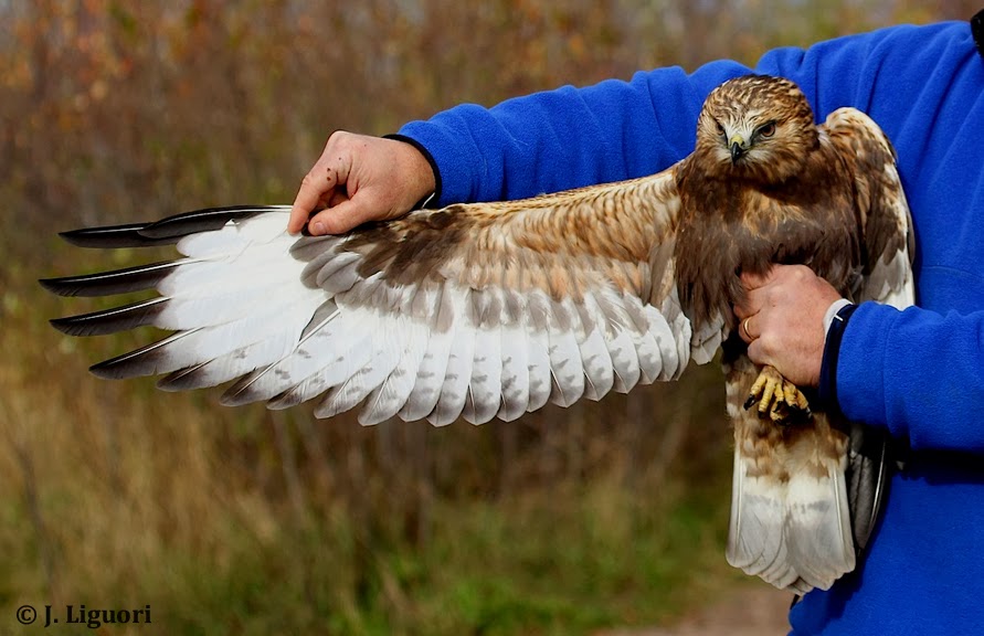 Juvenile Rough Legged Hawk