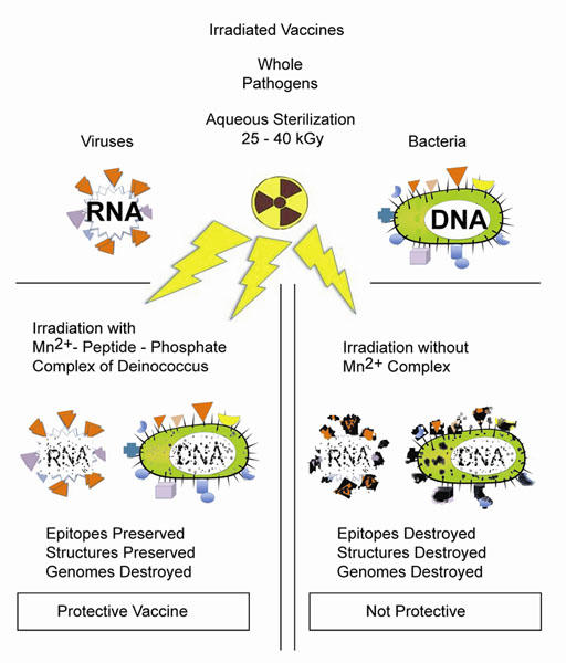 Beta Blog: Irradiated microbes can help treat deadly diseases