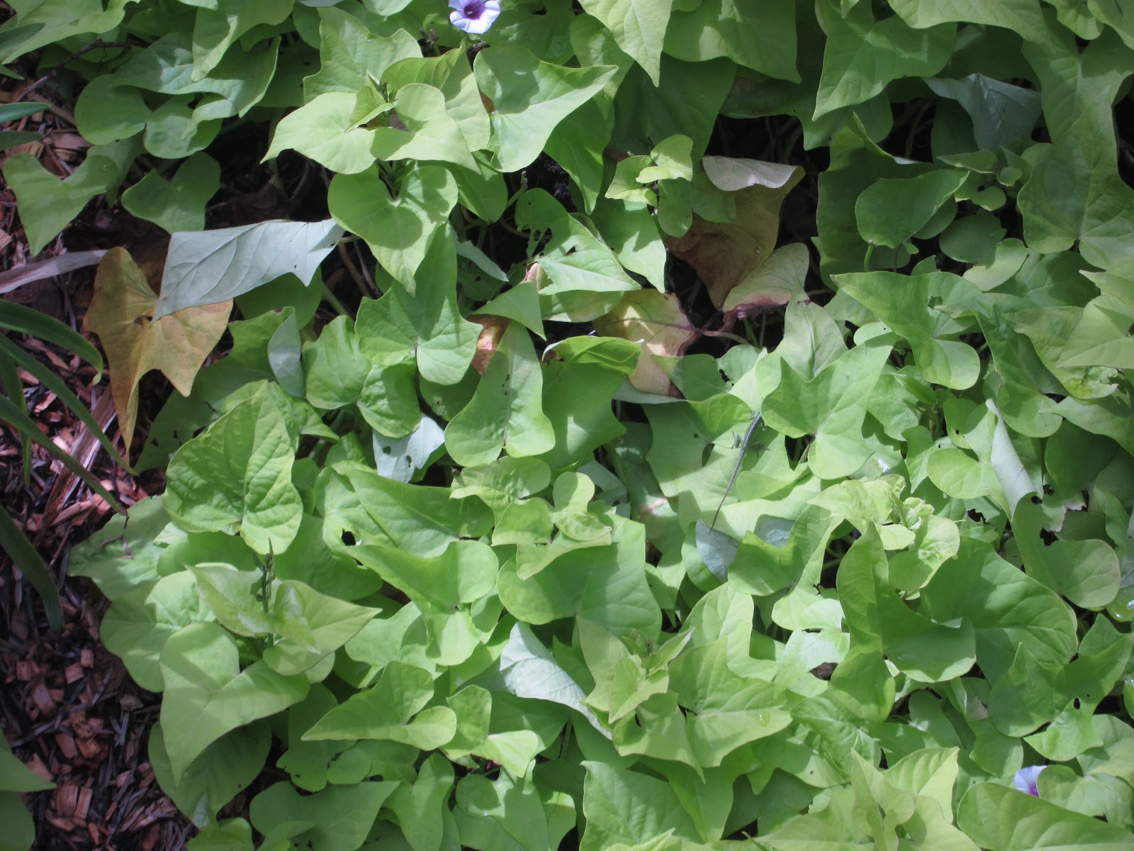 hawaiian sweet potato varieties