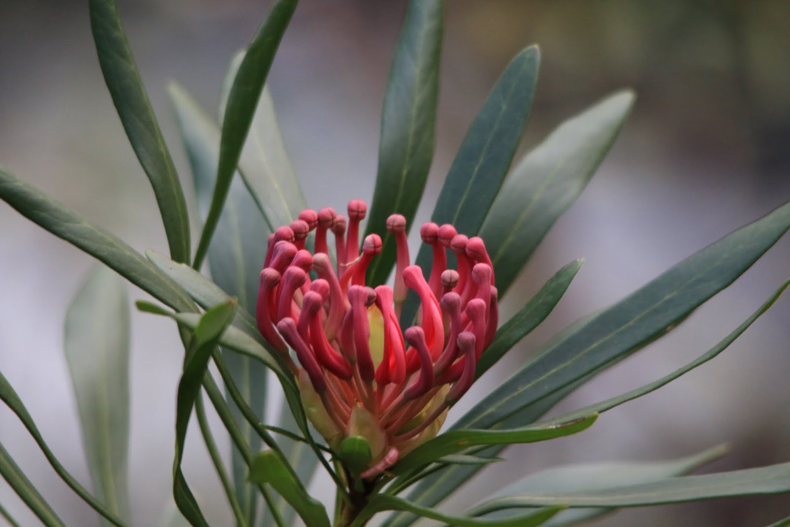 its just my life: Monga Waratah