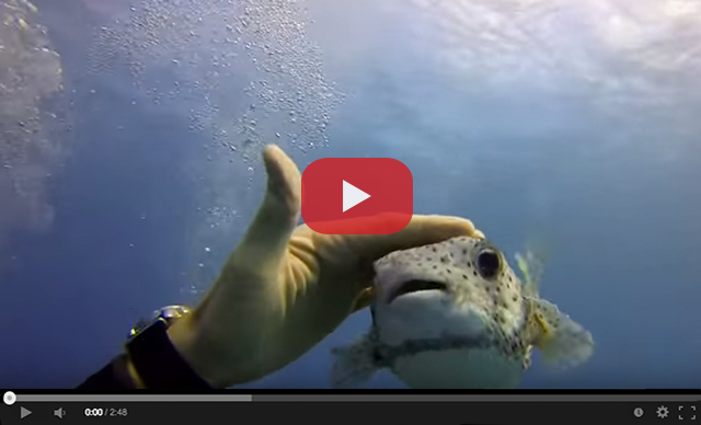 Sub Sea Systems - Our World: Top 10 Cutest Sea Creature Videos