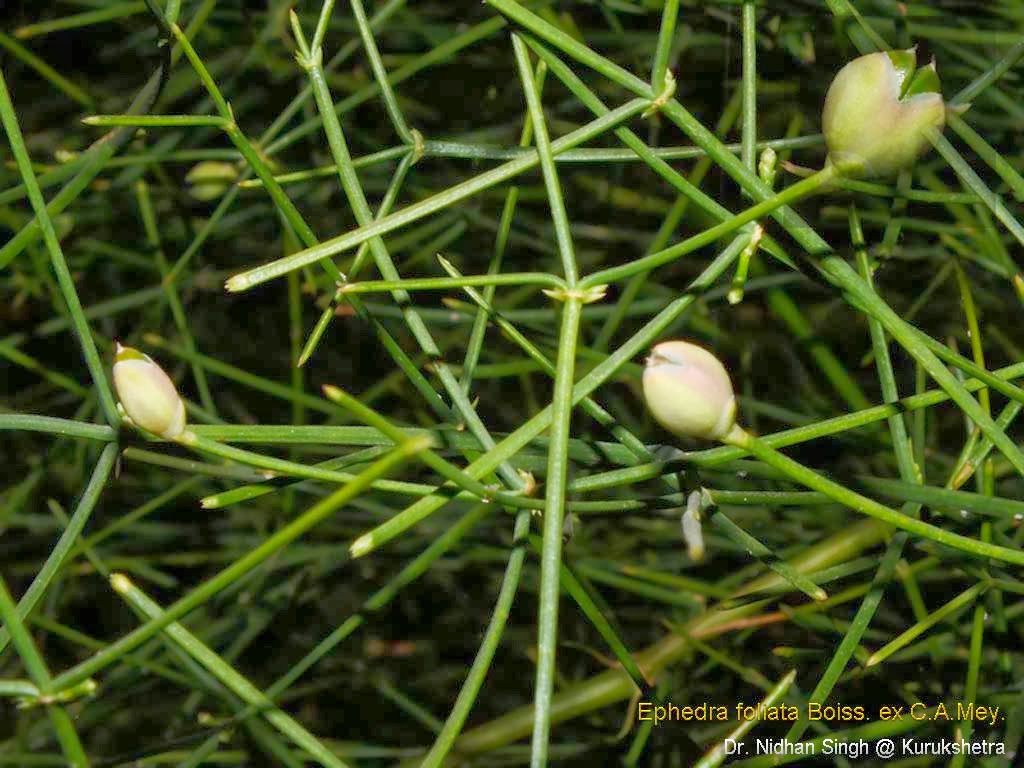 Medicinal Plants: Ephedra foliata, Shrubby Horsetail