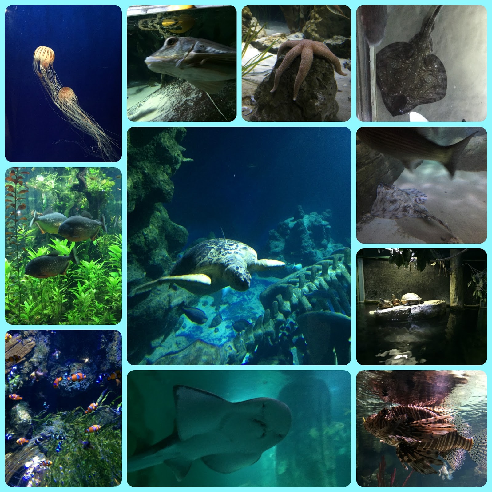 Sea Life London Aquarium (Review) - Steph's Two Girls
