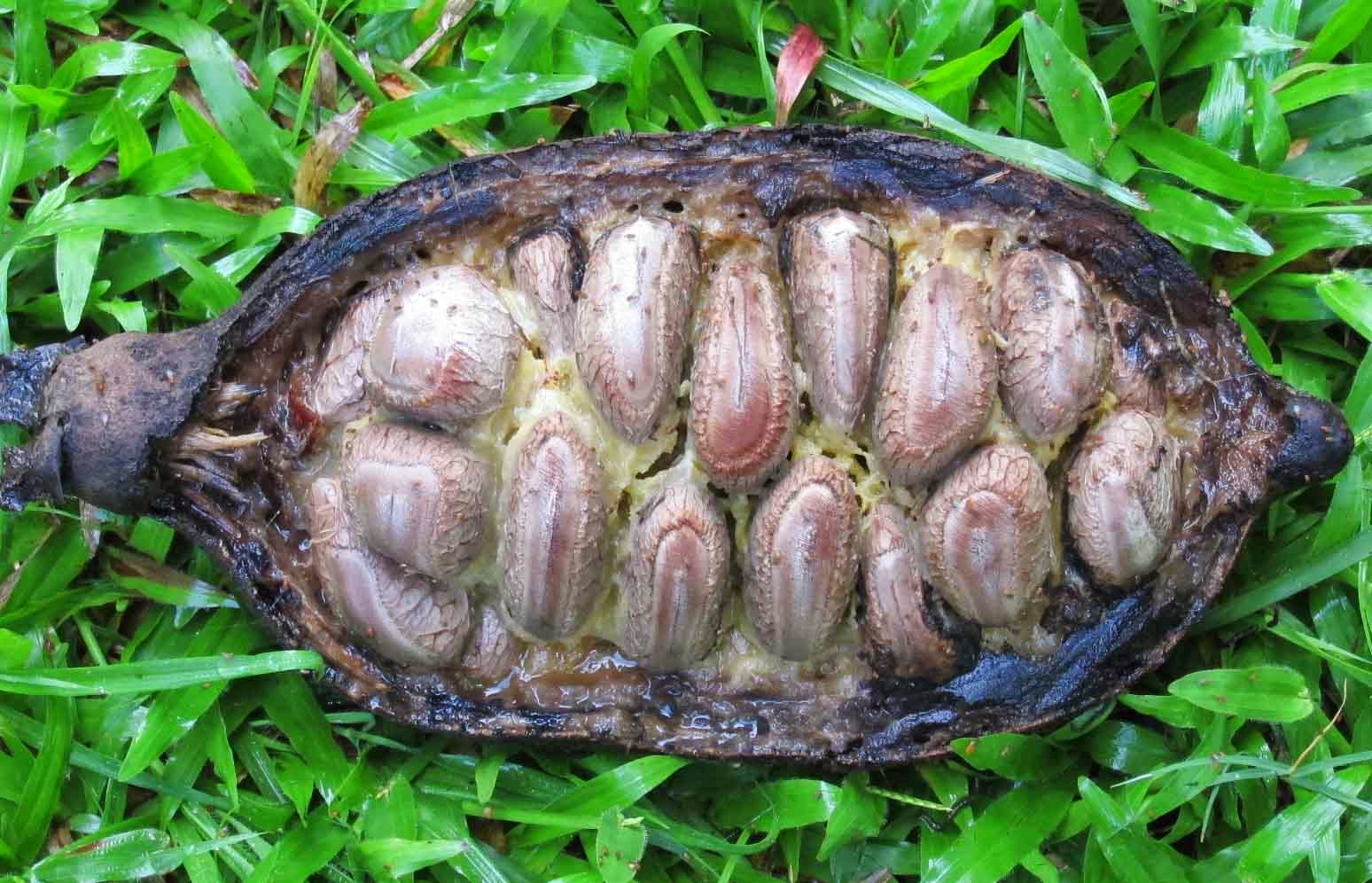 Tea With Tina: Pangi