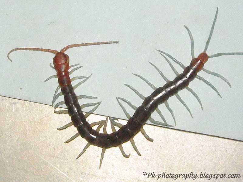 Red Head Centipede | Nature, Cultural, and Travel Photography Blog