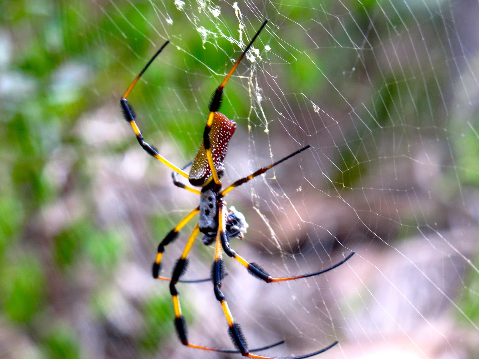 Windtraveler: Hiking in the Bahamas