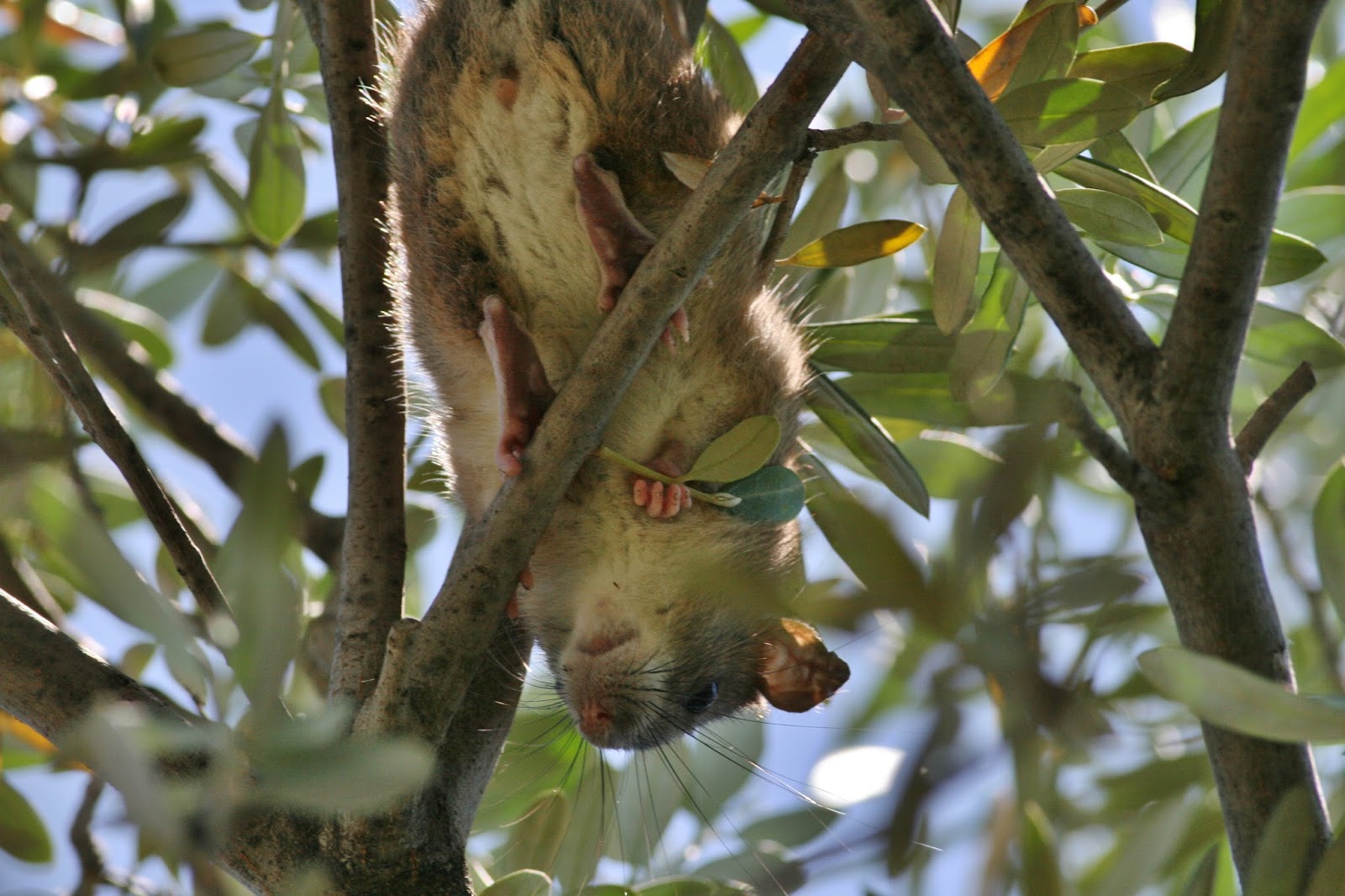Biodiversity of Cyprus by NGO Protection of the Natural Heritage and ...