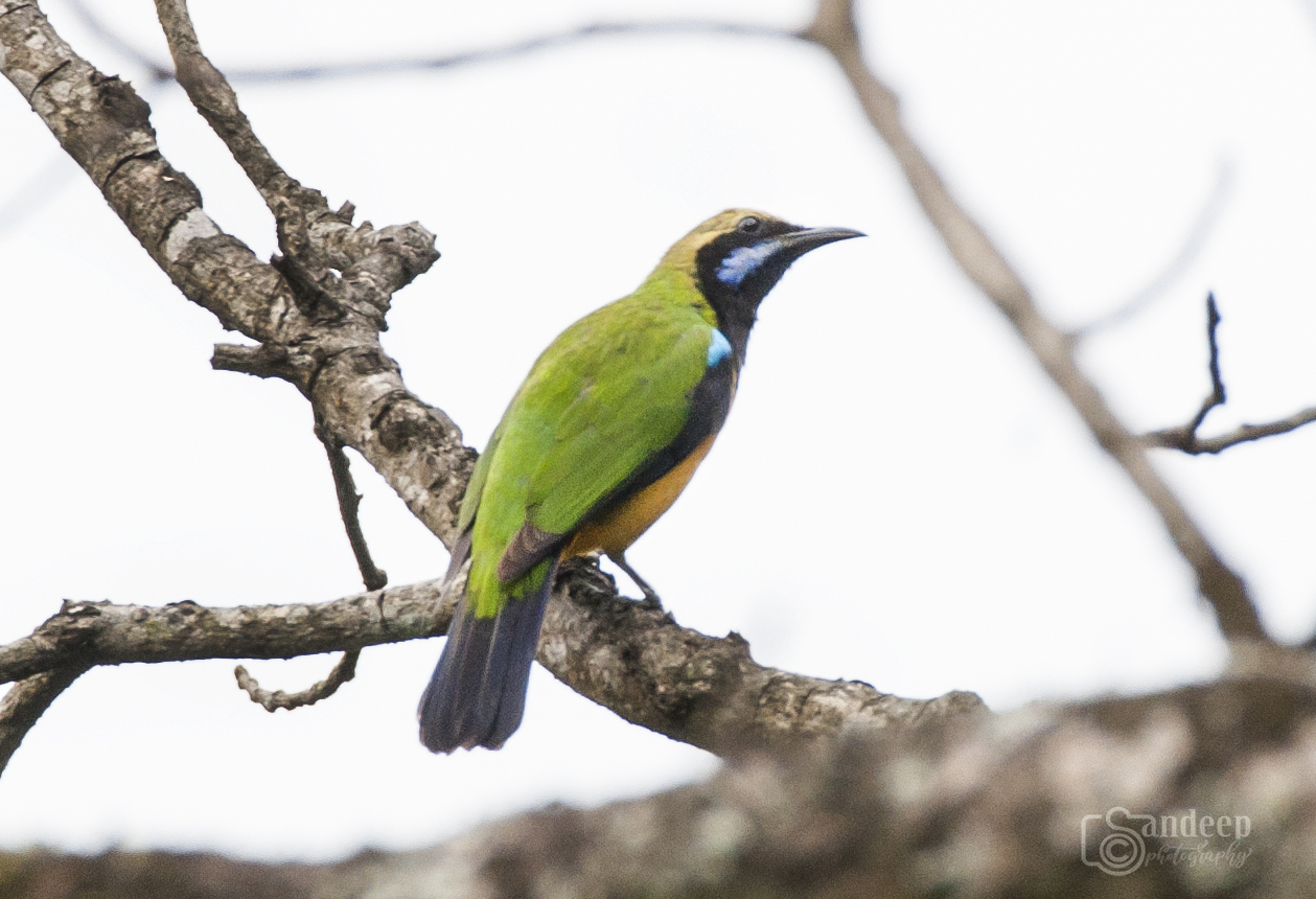 SHARING OPINION: BIRDS OF ARITAR & SIKKIM