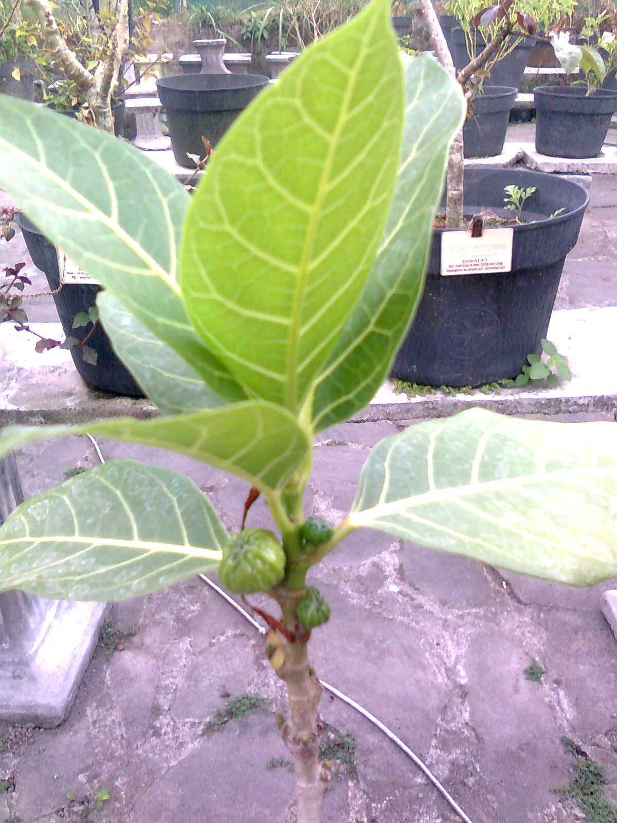 flora-fauna Indonesia: BUNGA AWAR-AWAR