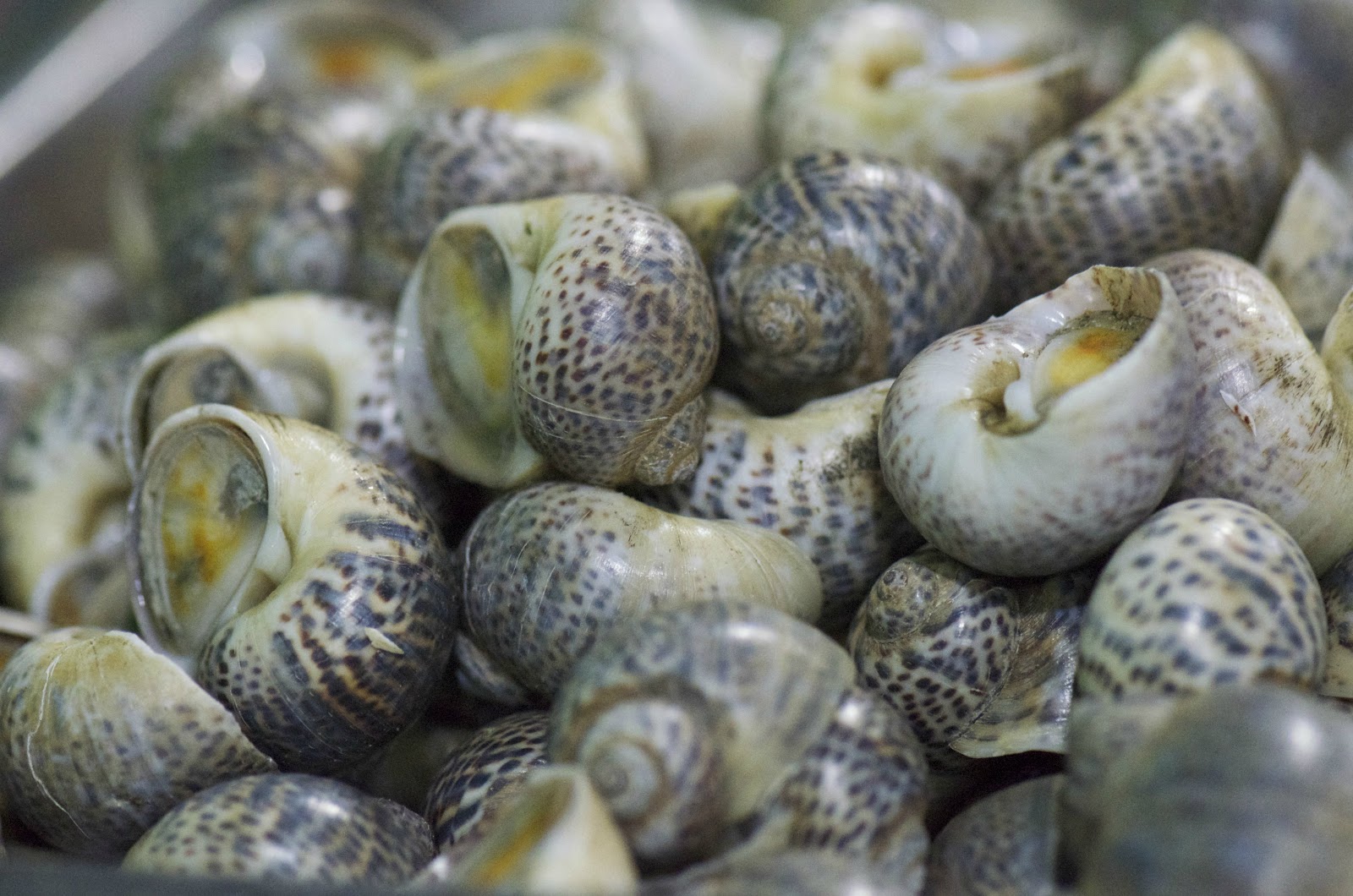 Indonesian Medan Food: Kuliner Medan : Aneka kerang dan Siput ( Medan ...