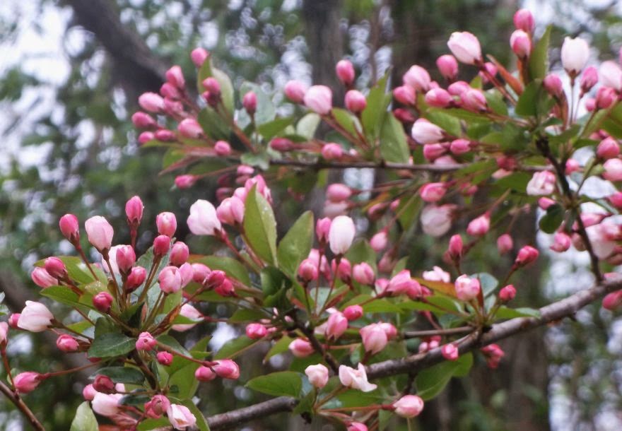Future Plants by Randy Stewart: Crabapples and Apples - The Malus family