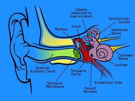 Natural, Scientific and Medical Wonders: The tiniest muscle, Stapedius ...