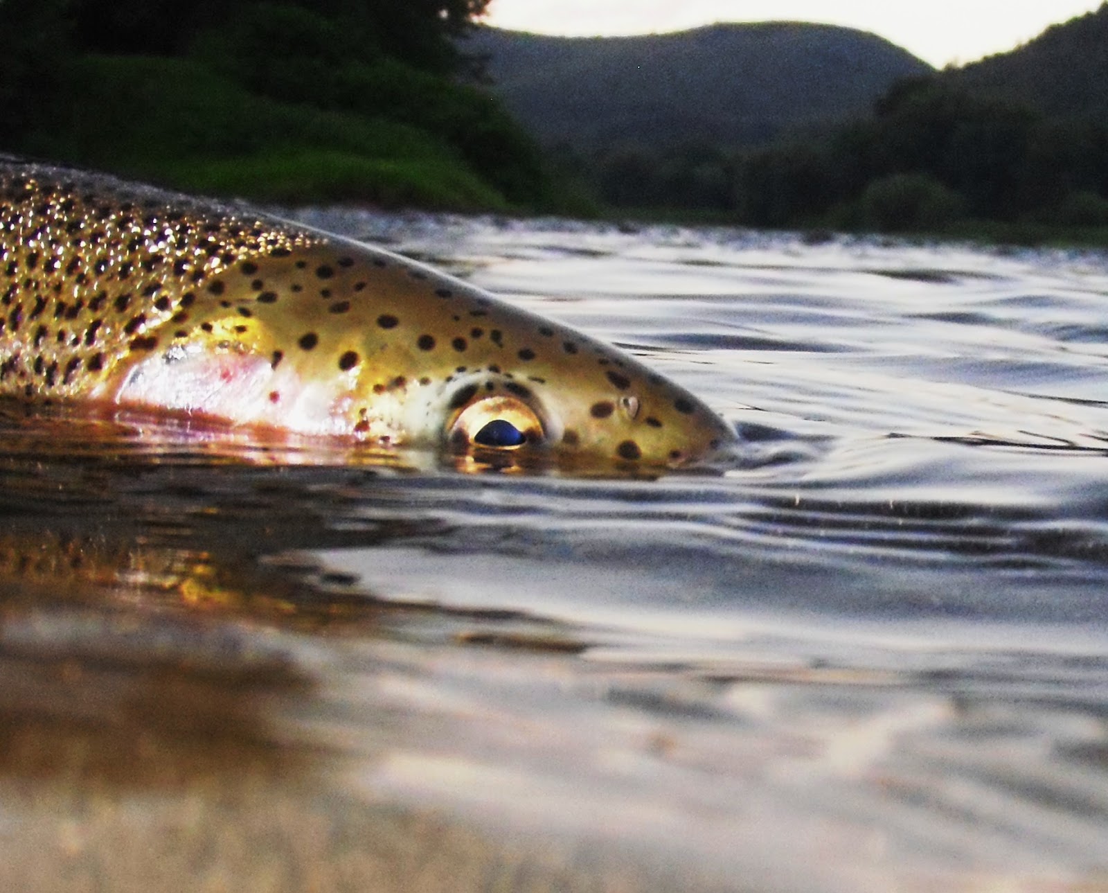 Trout Fishing Delaware River at Donald Edwards blog