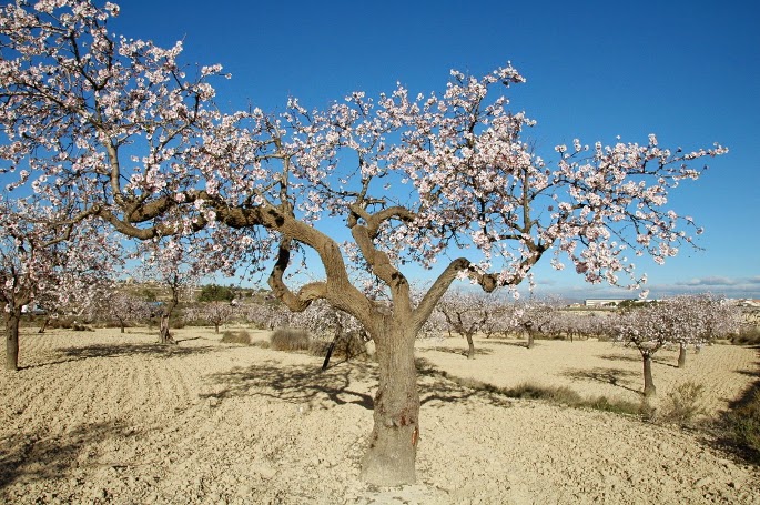 Uusi Costa Blanca: Mantelipuiden kukinta on alkanut