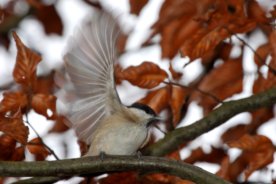 FREE BIRDS/ svobodne ptice: BLISKAVICA pri fotografiranju ptic
