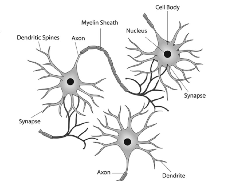 Perkembangan Otak Anak Sebelum Kelahiran | KUMPULAN MATERI PELAJARAN