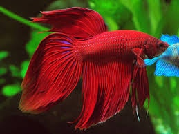 JENIS JENIS CUPANG ADUAN - BETTA FISH