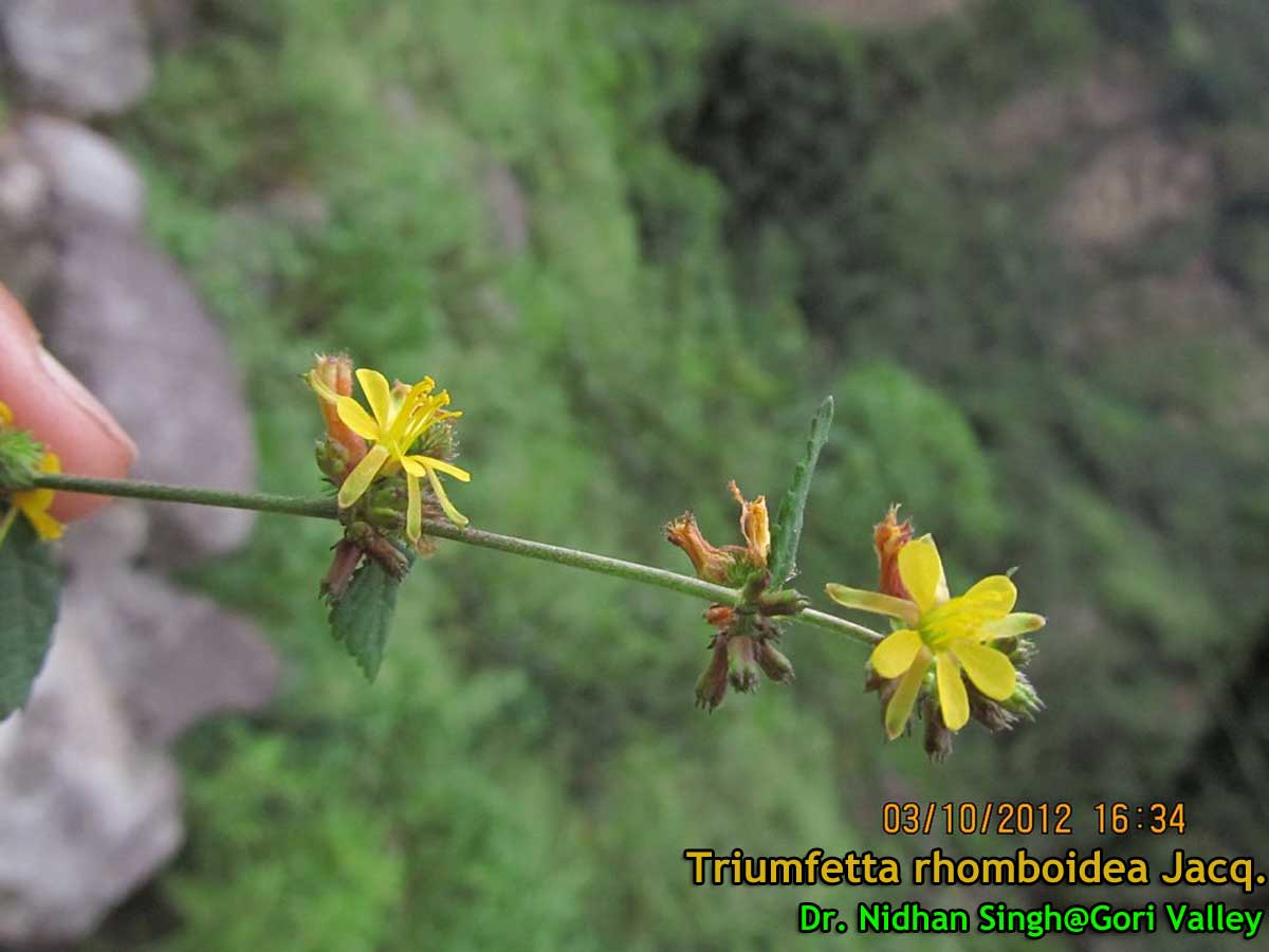 Medicinal Plants: Triumfetta rhomboidea