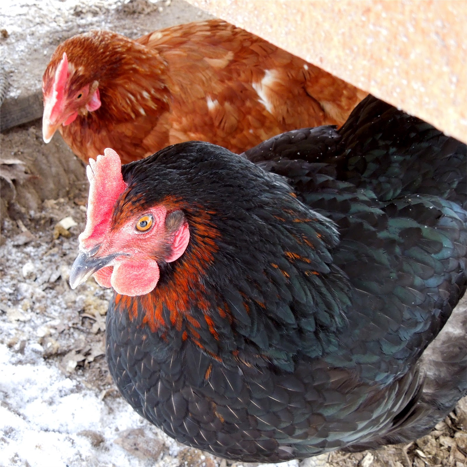 the Chicken Wrangler: Free Chickens?!? Be WARE!