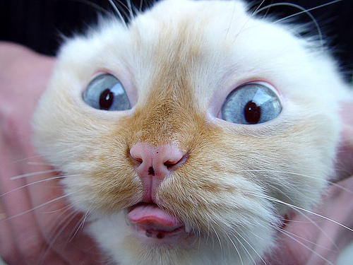 Funny cat face |Funny Animal