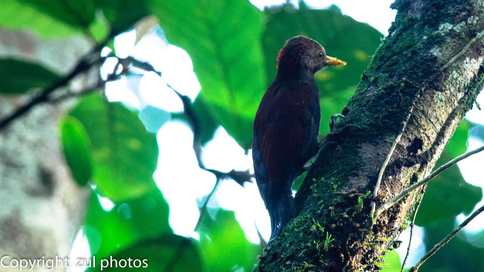 Zul Ya - Birds of Peninsular Malaysia: Maroon Woodpecker