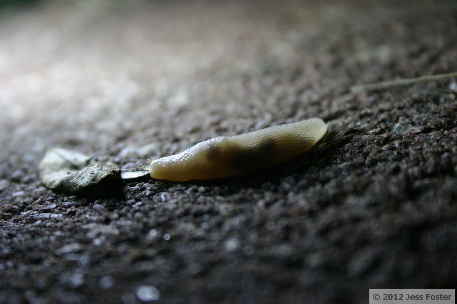 Sluggin' Along: See-Through Slug