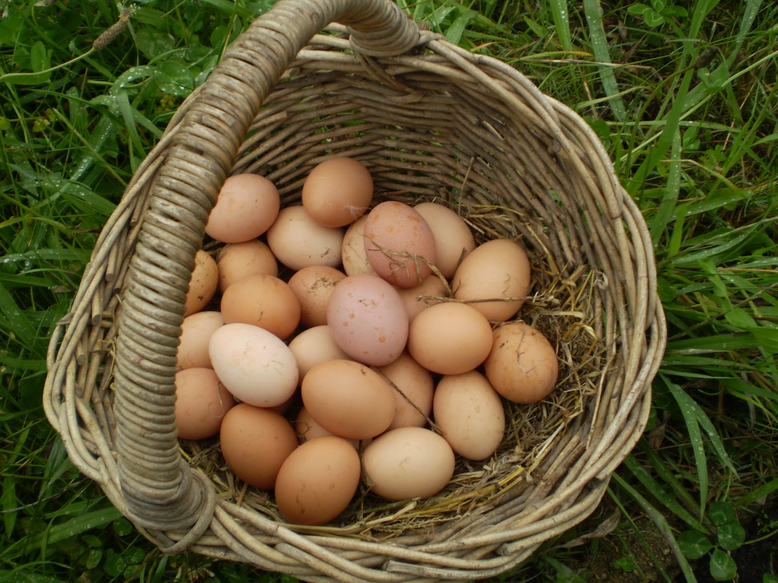 PURPLE PEAR FARM permaculture in action: Vegan WWOOFers