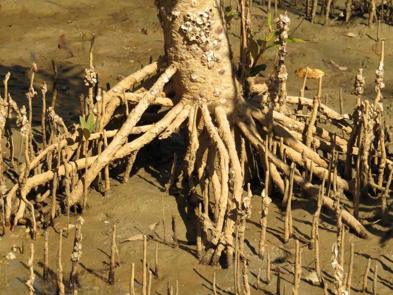 Queensland Coast: Karumba - Queensland's Gulf Coast