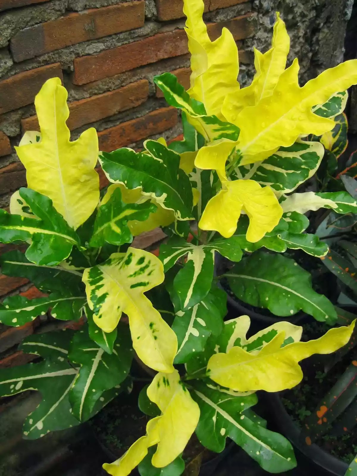 Fadhil Flora's: Pohon Puring